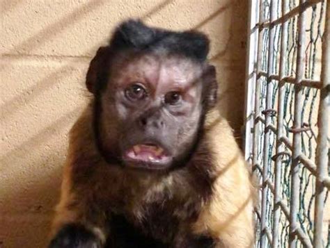 Monkey Recovering From Assault Newstalk Kzrg