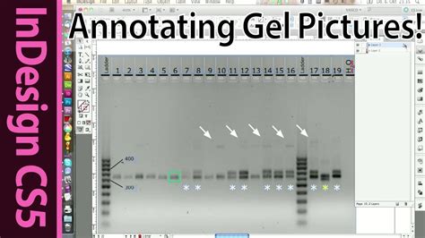 InDesign Labeling Annotating PCR Gel Pictures Advanced Tutorial Part YouTube