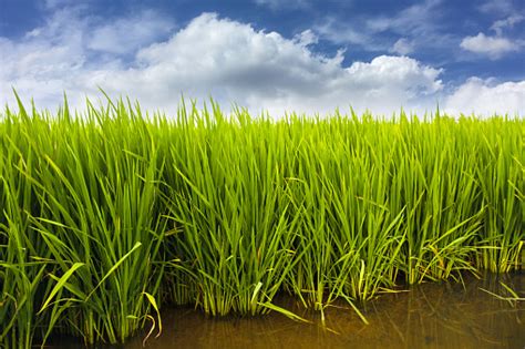 흰 구름과 아름 다운 푸른 하늘에 대 한 아시아에서 녹색 쌀 패 디 필드 농장 쌀 물 지형에 심어 이며 수동으로 수확 아시아 농장 쌀 테라스 농업 유기 식품 생물 자연 공정