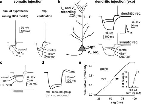 Postinhibitory Rebound Spiking In Ca1 Pyramidal Neurons Hypothesis And