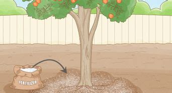 How To Fertilize Trees Steps With Pictures WikiHow