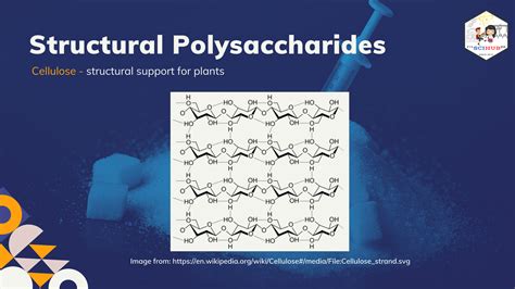 Structure Of Polysaccharides