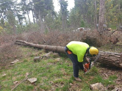 Arboriculture Australia Ltd On Linkedin 📢 Skills Insights Needs Your
