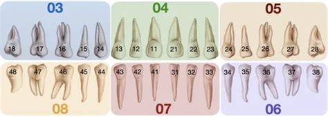 Les Sextants En Parodontologie — Dr Frédéric Rouche