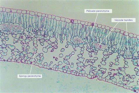 Privet Leaf Cross Section