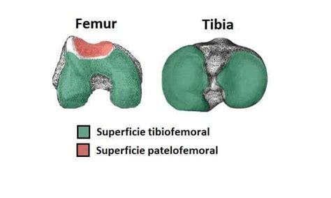 Articulación De La Rodilla Ligamentos Tipo Inervación
