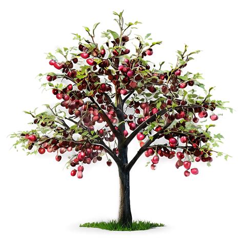 Download Wild Cherry Tree Png 35