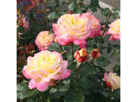 Kordes Jubilee®