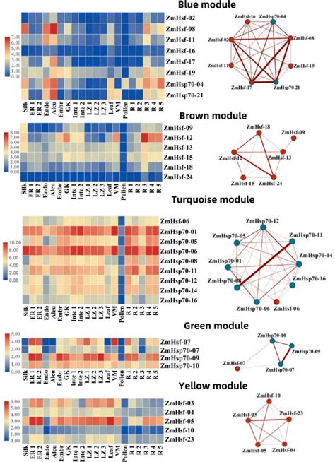 Coexpression Network Analysis Of Modules Heatmaps Showing Genes In
