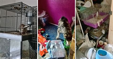Woman Goes On The Run After Dead And Starving Pets Found In Her Filthy