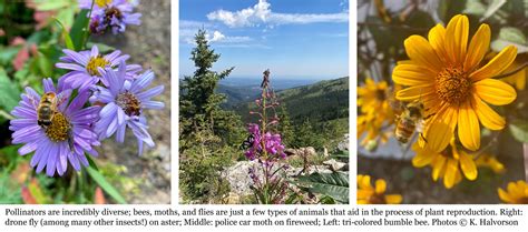 Pollinator Diversity Alberta Wilderness Association