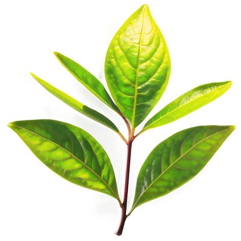 Download Tea Plant Leaves Png 56