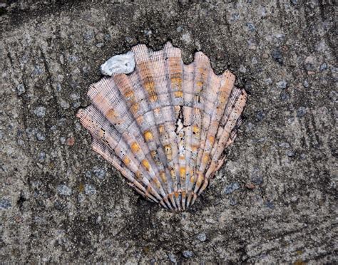 Shell Free Stock Photo Public Domain Pictures