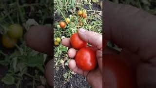 Томат Загадка: отзывы, описание сорта, фото, видео, отзывы ...