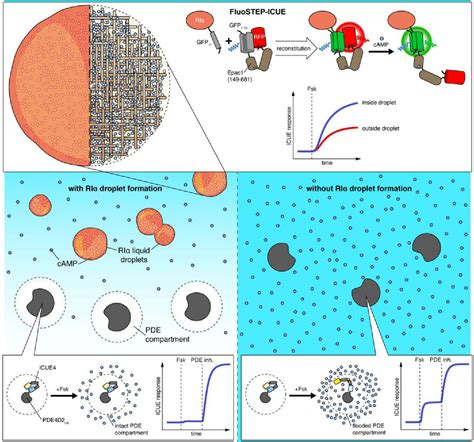 Figure 1 From Liquid Liquid Phase Separation A Principal Organizer Of The Cells Biochemical