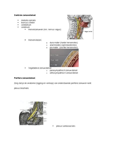Anatomie Zenuwen En Innervaties Centrale Zenuwstelsel Medulla