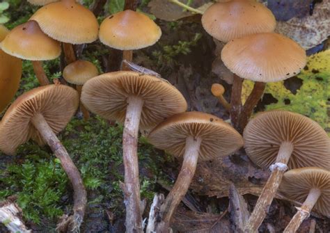 Тест для грибников Сможете узнать все лесные грибы на фотографиях за месяц до весны грибной