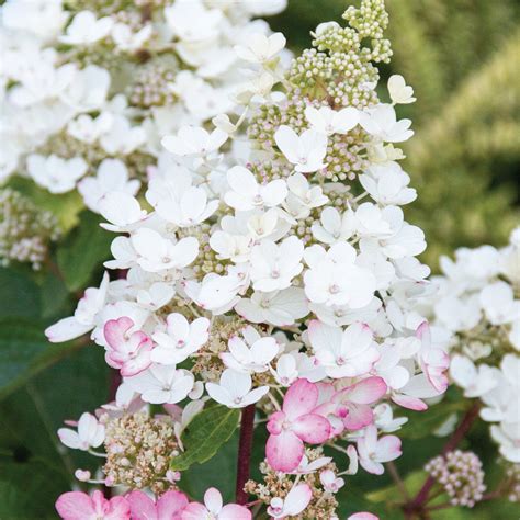 Candelabra® Panicle Hydrangea Jardineries Botanix