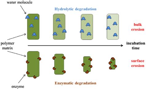 Hydrolytic And Enzymatic Degradation Process Of Pbs [1] Copyright Download Scientific