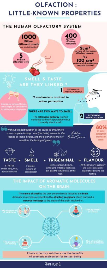 Olfaction Understanding The Impact Of Olfactory Molecules Phodé