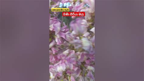 ලස්සනම ලස්සන ගිණිසීරීයා මල් පොකුරු ️ 🌼🌼🌼 Flowers Flowerlovers Nature Naturelovers Youtube