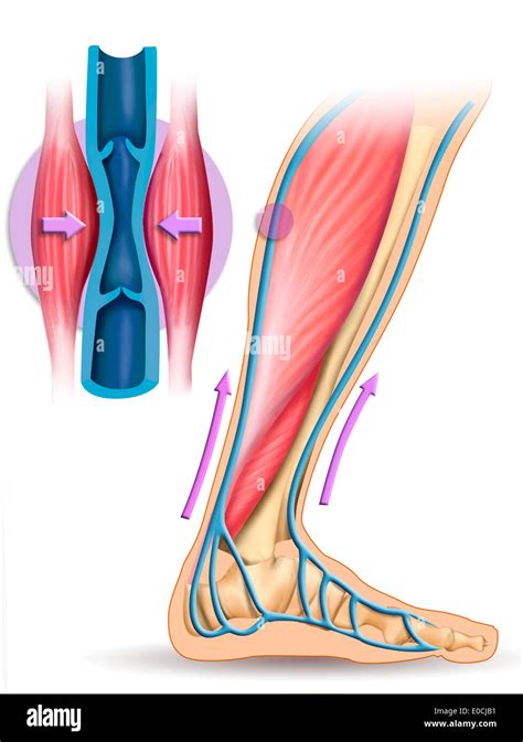 Insuffisance Veineuse Banque Dimage Et Photos Alamy