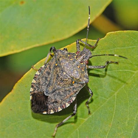 Bc Pest Alert Invasive Stink Bug Species Back In Homes Vancouver Is