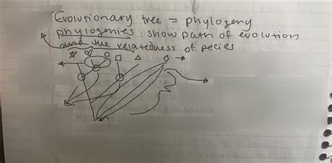 Phylogenies And Taxonomy Diagram Quizlet