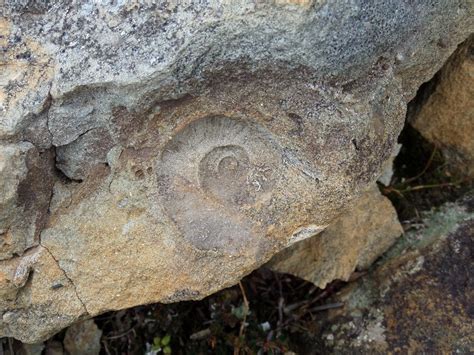 Clam And Shell Fossils Found In Tasmania Fossil ID The Fossil Forum