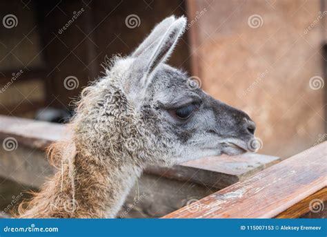 Bright Adult Lama Looks Aside Stock Image Image Of Cloudy Expression