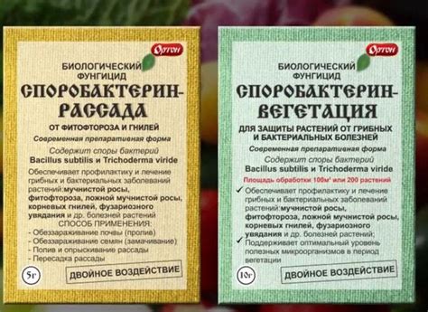 Милдью (мильдью) на винограде. Фото, как бороться, препараты, лечение