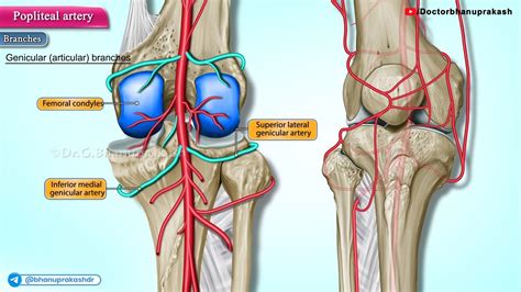 Popliteal Artery Anatomy Animation🩺 Youtube