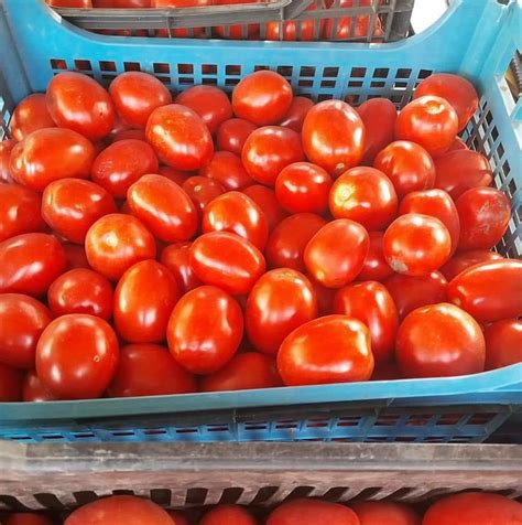 Плод и Зеленчук