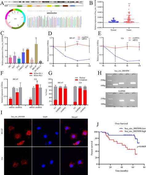 Expression And Validation Of Hsacirc0003098 In Bca A Schematic