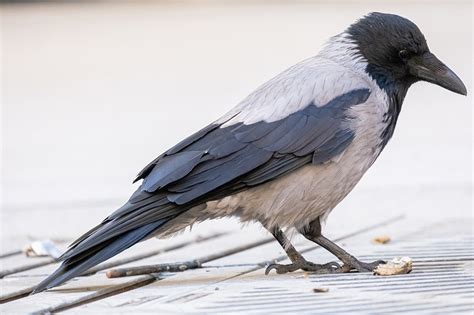 200 무료 회색 까마귀 And 까마귀 이미지 Pixabay