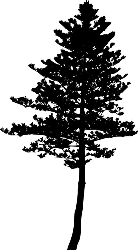 Pine Tree Silhouette PNG Transparent Vol OnlyGFX Com