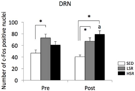 Mean ±sem Numbers Of C Fos Positive Nuclei In The Drn Of Rats After Download Scientific