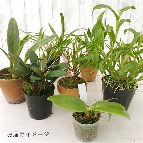 【まもなく予約締切】 【予約販売】 洋ラン【開花見込株】エピデンドラム ファルカタム 原種 9cm素焼き鉢 洋蘭 インテリア Yam 3月中旬