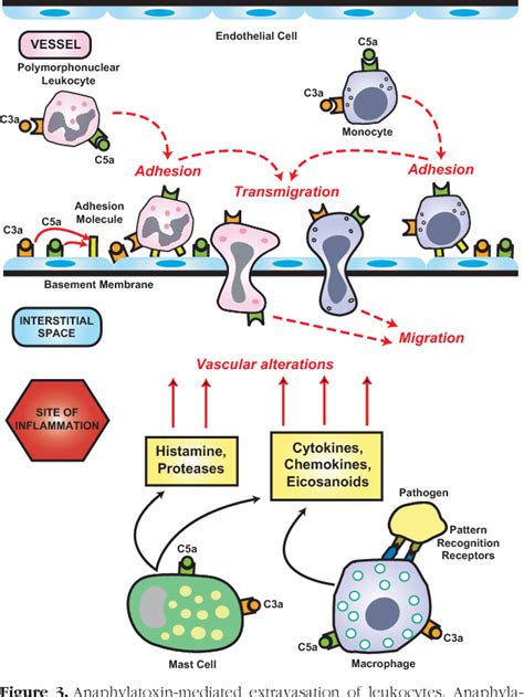 Figure 3 From The Role Of Complement In Inflammatory Diseases From