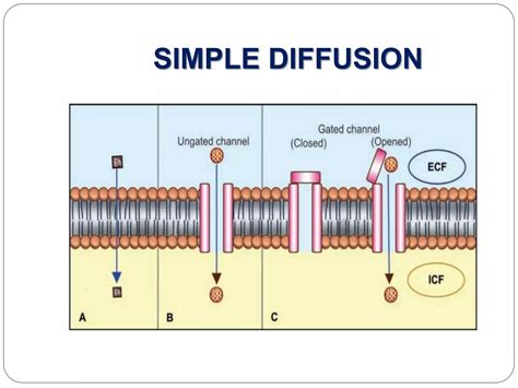 03 Passive Diffusion Adnan Ahmad Khan Pptx
