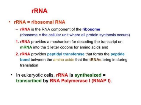 Dna And Rna Replication Overview Pptx