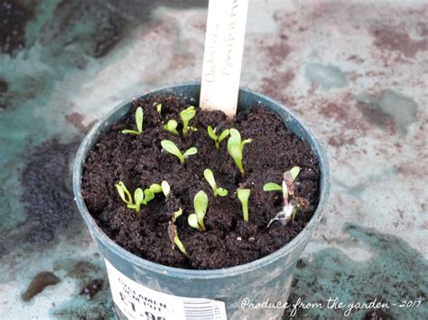 All You Need To Know Dahlias