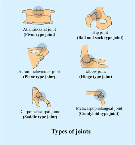 Joint Between Humerus And Radio Ulna Is A Ball And Socket B Pivot C Gliding D Hinge