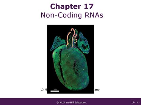 Chapter 17 Sum Ch 17 Slides Chapter 17 Non Coding Rnas © Mauro Giacca Ana Eulalio Miguel