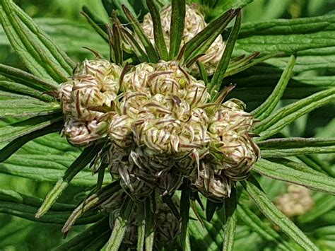 Macskagyökér Gyógynövény Fűszer és Illatszer Is Lehet Hobbikert Magazin