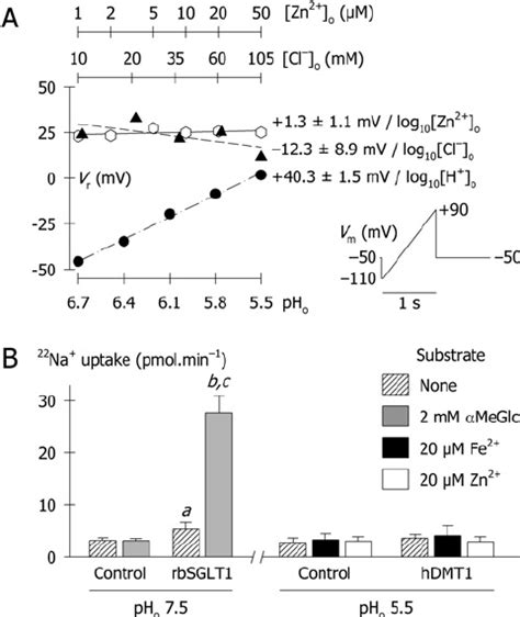 Ionic Basis Of The Anomalous Zinc Evoked Currents A Reversal Download Scientific Diagram