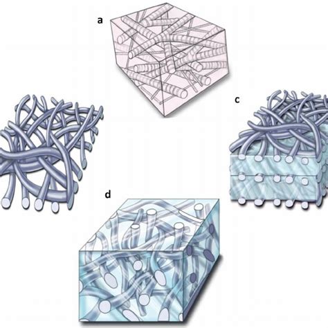 Architectural Framework Of A Native Extracellular Matrix Ecm And Download Scientific Diagram