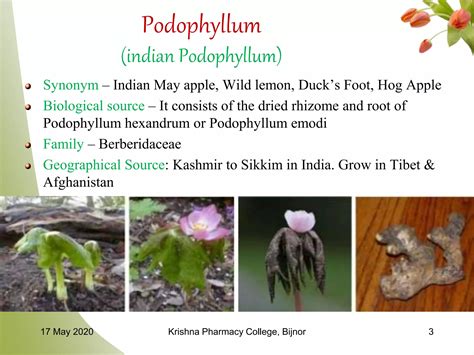 Extraction Isolation And Structure Elucidation Of Lignans Podophyllotoxin Pptx