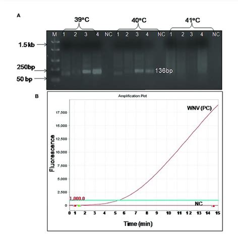 Optimal Detection Conditions Of Reverse Transcription Recombinase Download Scientific Diagram