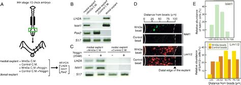 Wnt Signaling Plays An Essential Role In Neuronal Specification Of The